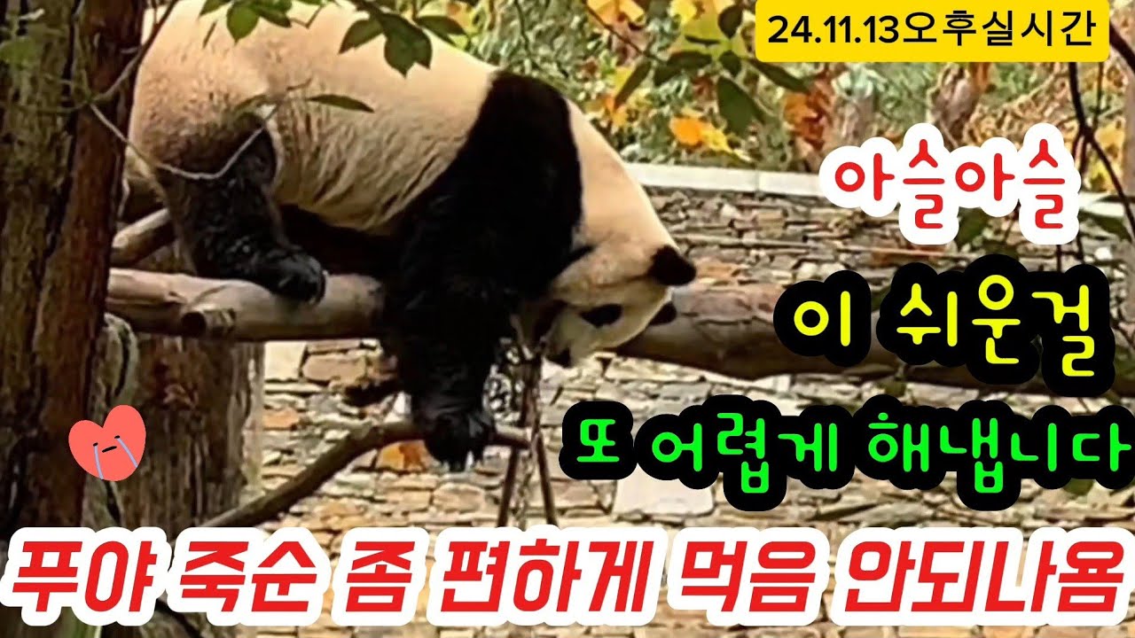 푸바오 241113오후 푸야 아찔한 죽순먹기 ️보고있음 내손에 땀나네푸바오실시간 푸바오근황 판다 루이바오 후이바오 팬더 애버랜드 판다월드 푸질머리