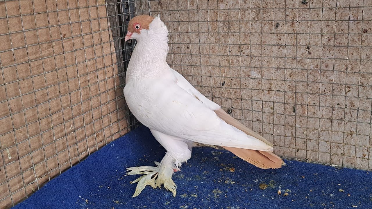 fantal #Mukhi # dashi hens 🐦for sale in hyderabad telangana state 📞 ...