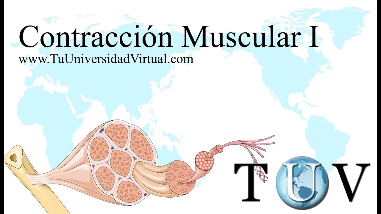 (Parte 1) Contraccion Muscular Fisiologia Como Funciona Actina y ...