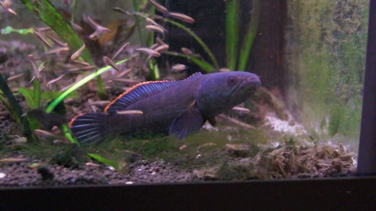 Male Channa Gachua and fry - YouTube