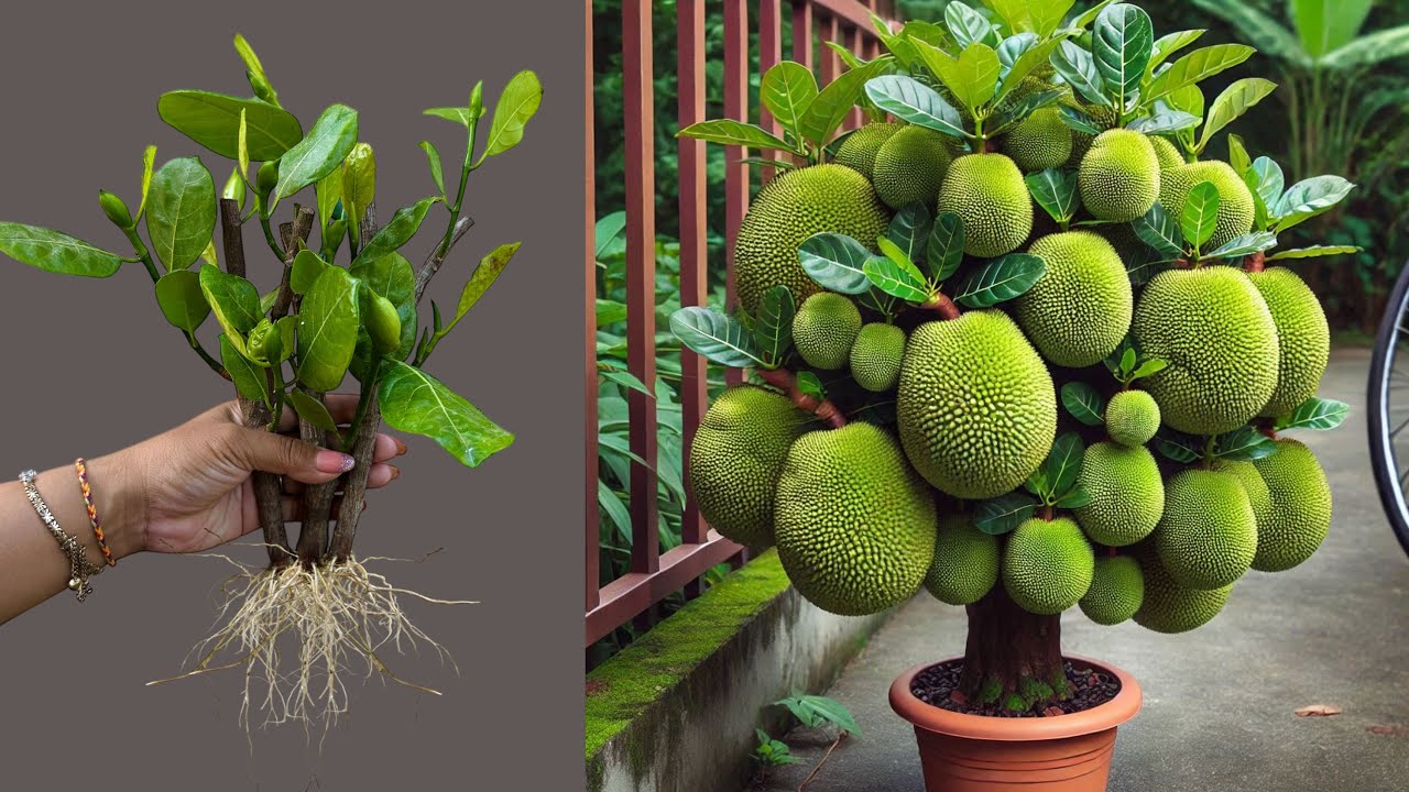 LIVE 🔴 How To Propagate Guava Tree From Guava Fruit Using Aloe Vera ...