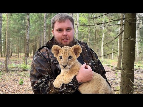 ГДЕ БЫЛ ЛЬВЁНОК Зевс? Наш новый спасённый лев, который приехал с Ханом ...