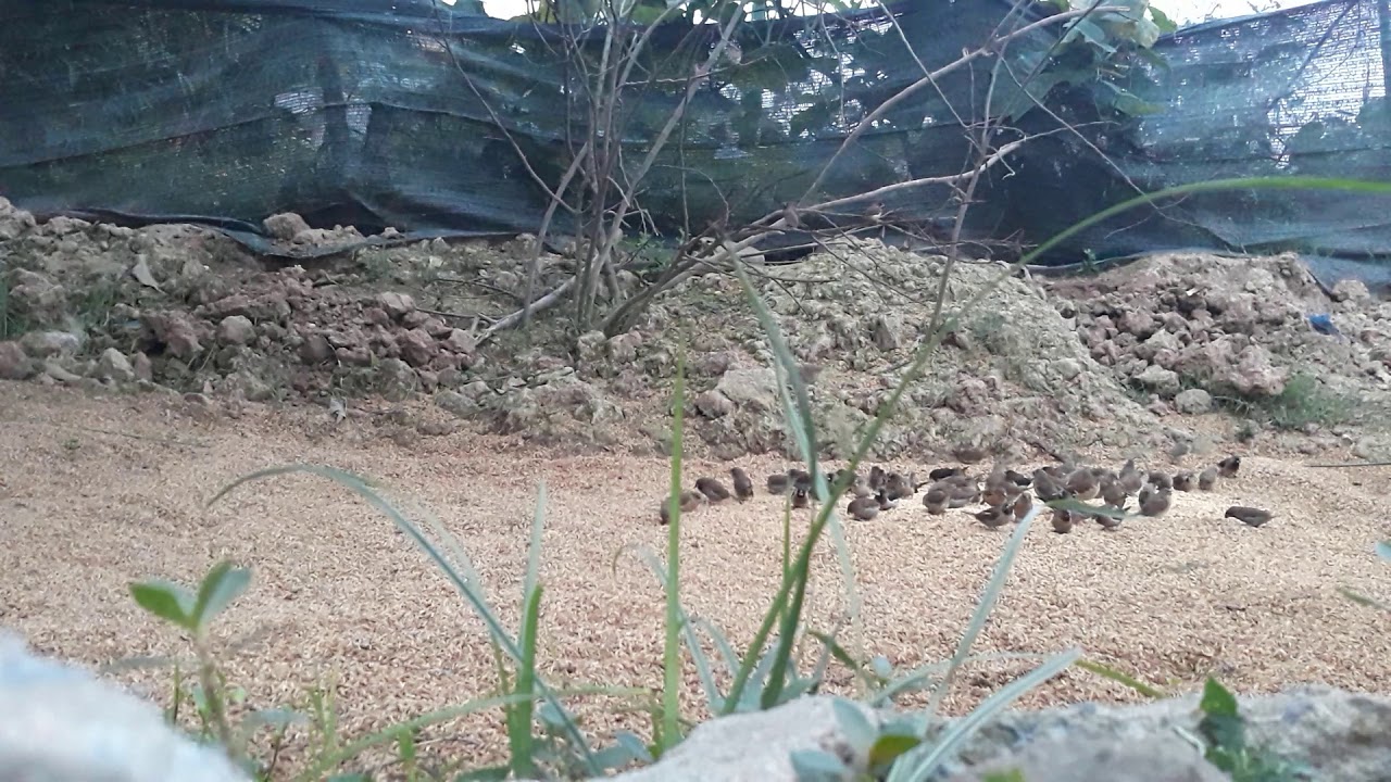 bẫy chim ri - YouTube