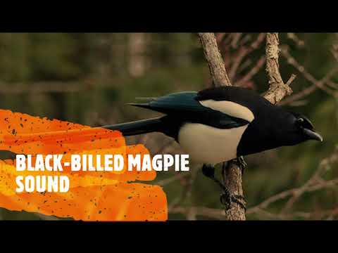 BLACK-BILLED MAGPIE SOUND - YouTube