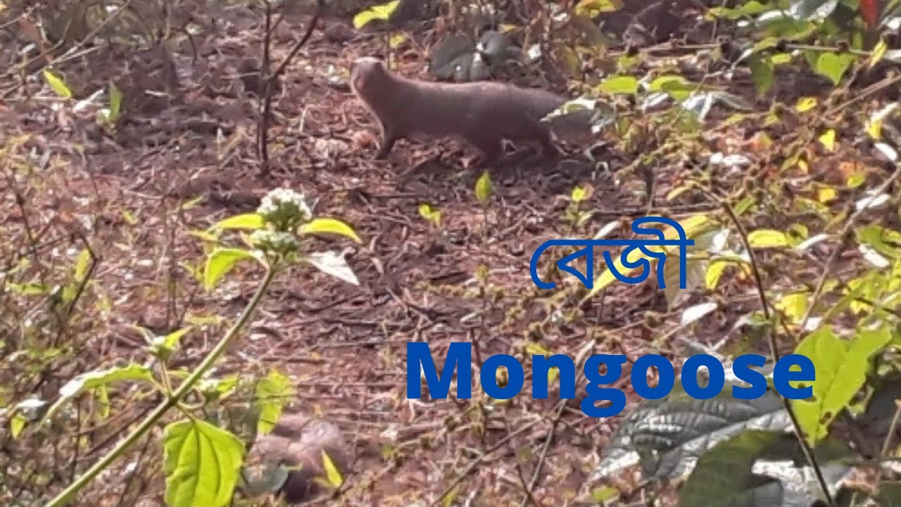 The life cycle of mongoose|Mongoose| বেজী - YouTube
