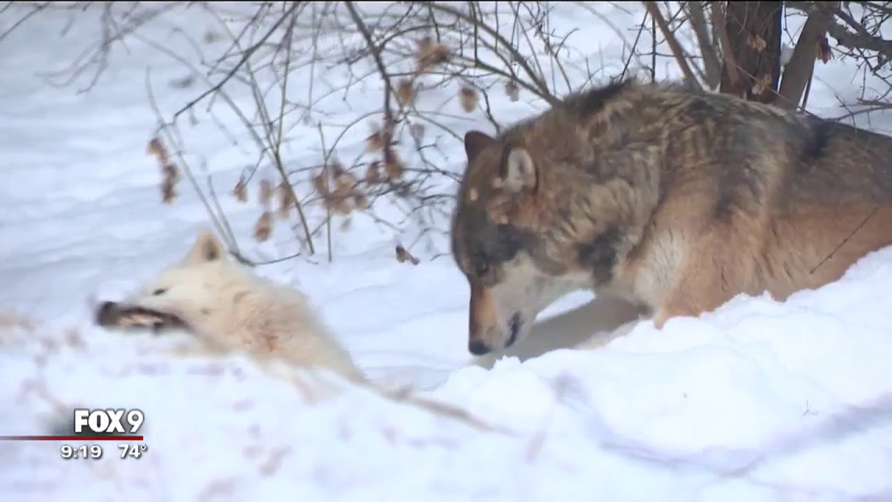 National Park Service to introduce 20-30 new wolves to Isle Royale ...