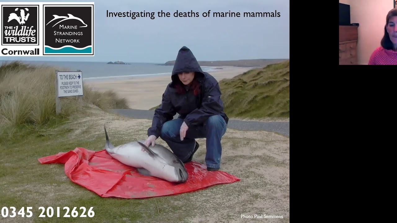 Pingers and BEEP: Solutions to bycatch - YouTube