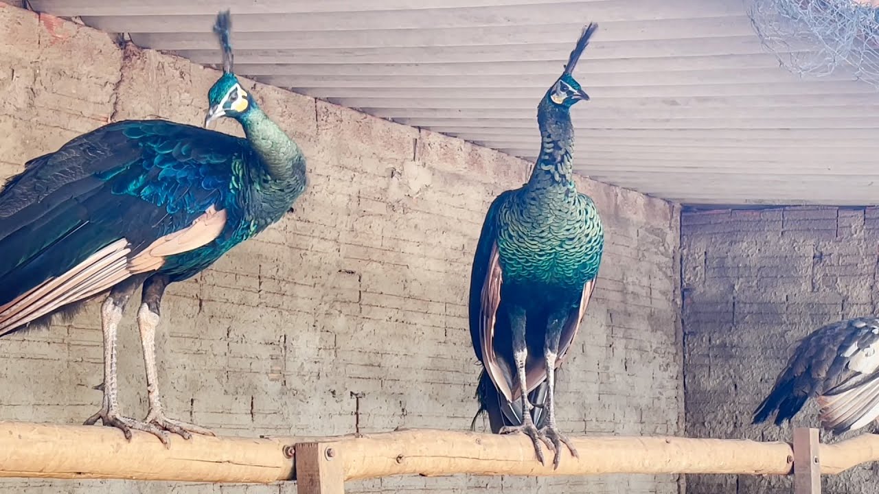SÍTIO DE AVES EXÓTICAS 😍 PAVÃO DE JAVA PURO, FAISÃO PRATEADO, AVES ...