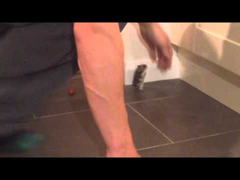 Dwarf Hamster on her back legs - YouTube
