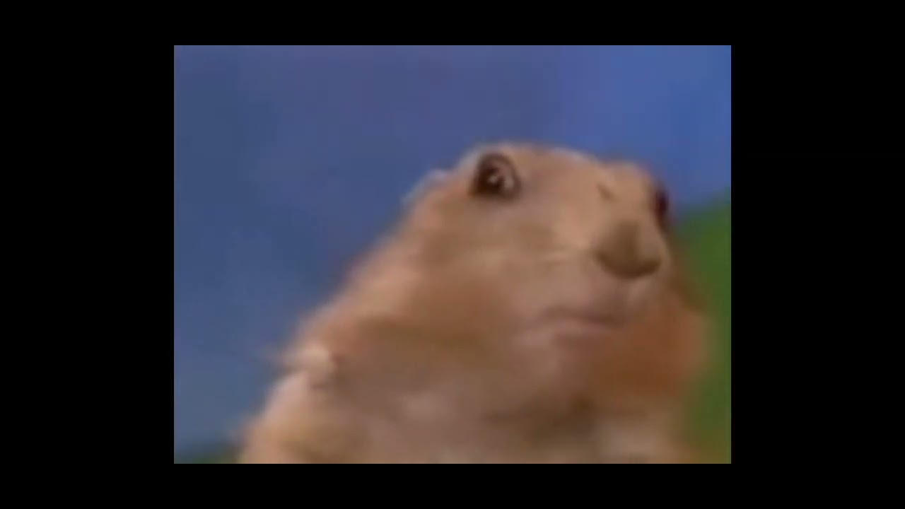 la ardilla dramatica 😆😅 - YouTube