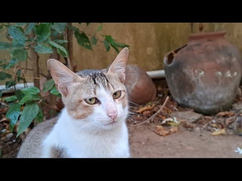 Pyara bacha💖#youtubeshorts - YouTube