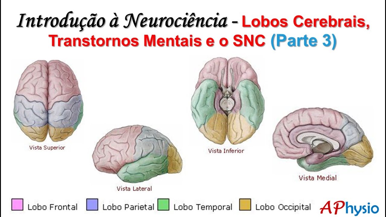 Introdução à Neurociência - Lobos Cerebrais, Transtornos Mentais e o ...
