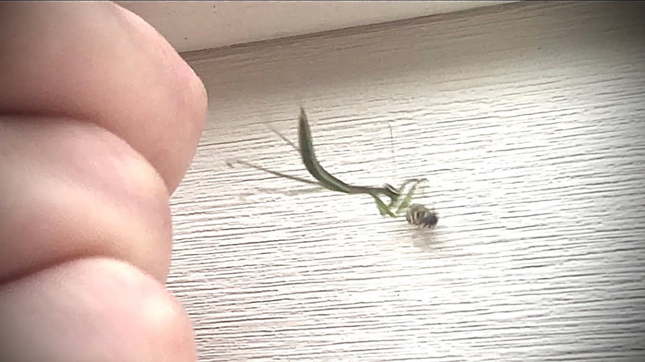 Baby Praying Mantis Missed Fly Attacks - YouTube