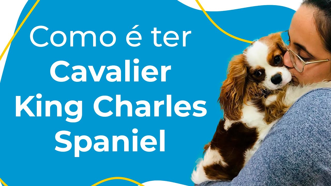 COMO É TER UM CAVALIER: COMPORTAMENTO, CUIDADOS ESSENCIAIS E ...