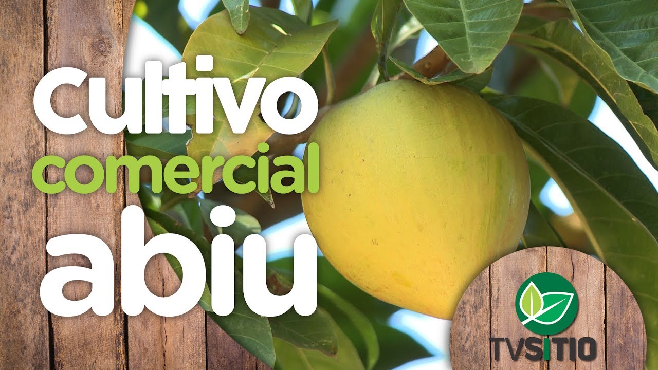 CULTIVO COMERCIAL DO ABIU - YouTube