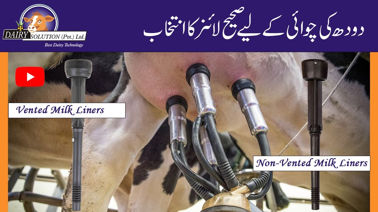 Everything You Need to Know About Milk Liners! | Importance, Benefits ...