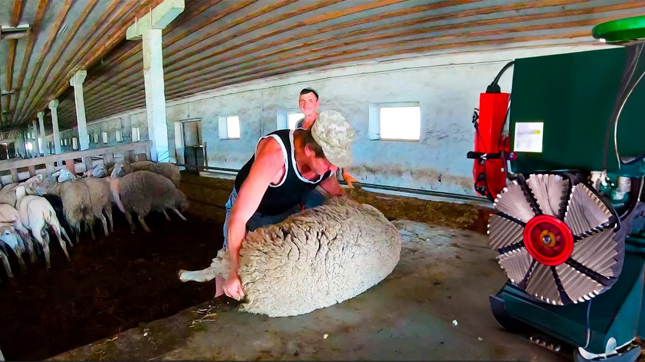 Incredibly Huge Sheep Shearing - Stunning and Satisfying - YouTube
