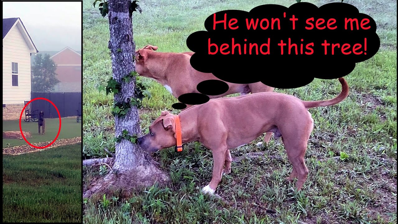 Pit Bull v Mally: Stare Off - Who will flinch first? - YouTube