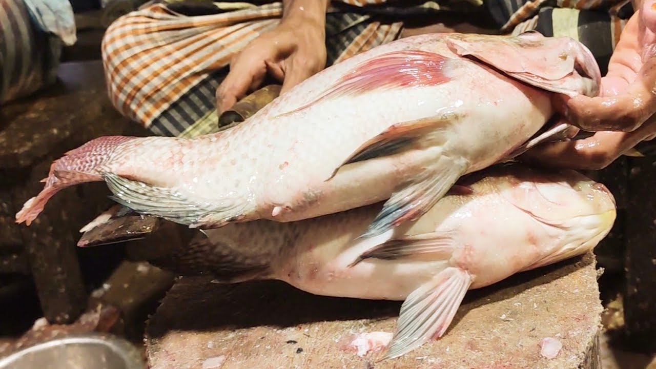Nice Cutting Skills | Amazing Tilapia Fish Cutting By Expert Fish ...