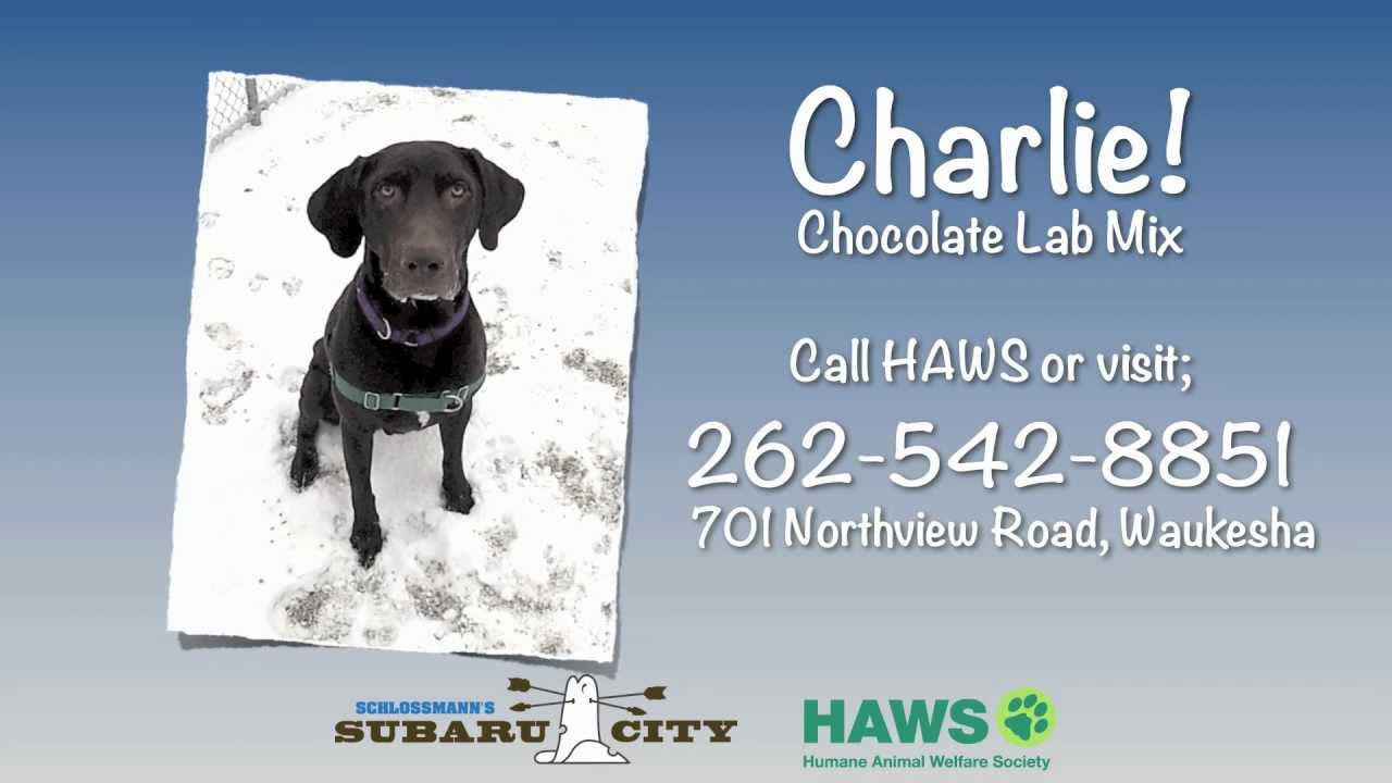 SubaruCity.TV + HAWS - Pet Adoption of the Week - YouTube