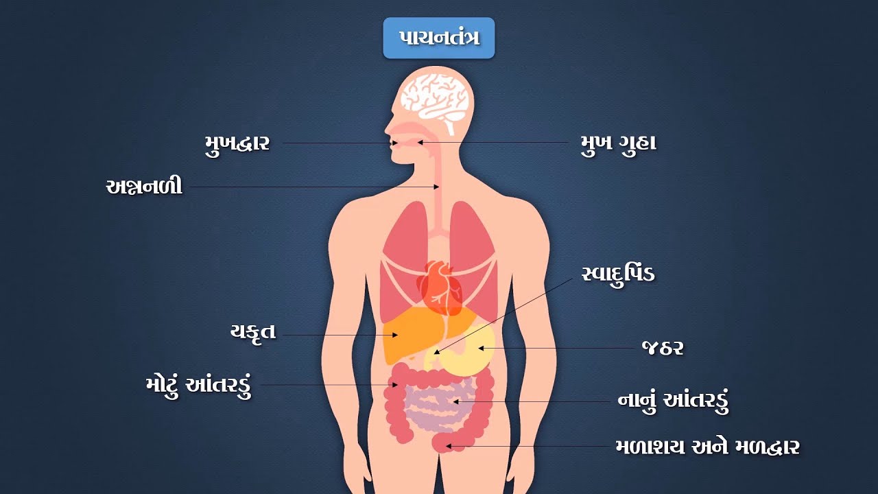 Manushya Ma Pachan Digestion In Humans Digestive manushya-ma-pachan-digestion-in-humans-digestive