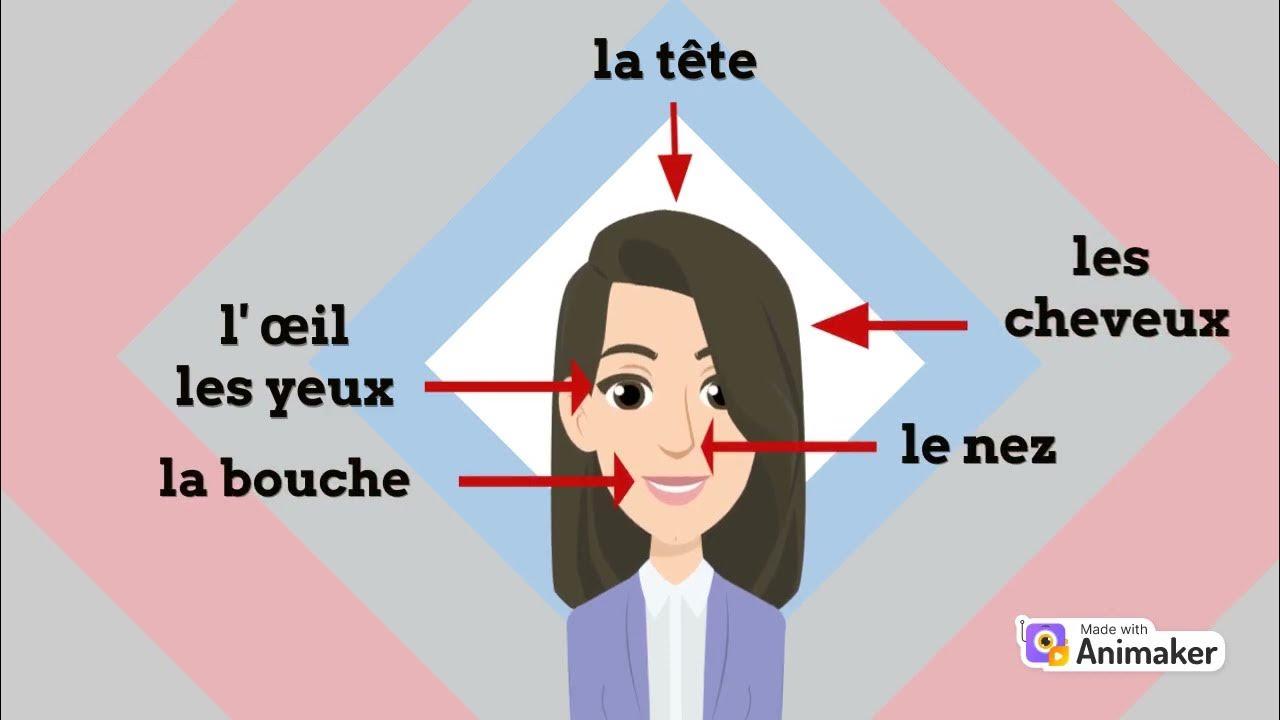 Les parties du corps Vocabulaire thématique - YouTube