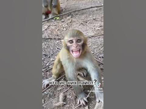 КТО ПАЙОТ? - YouTube