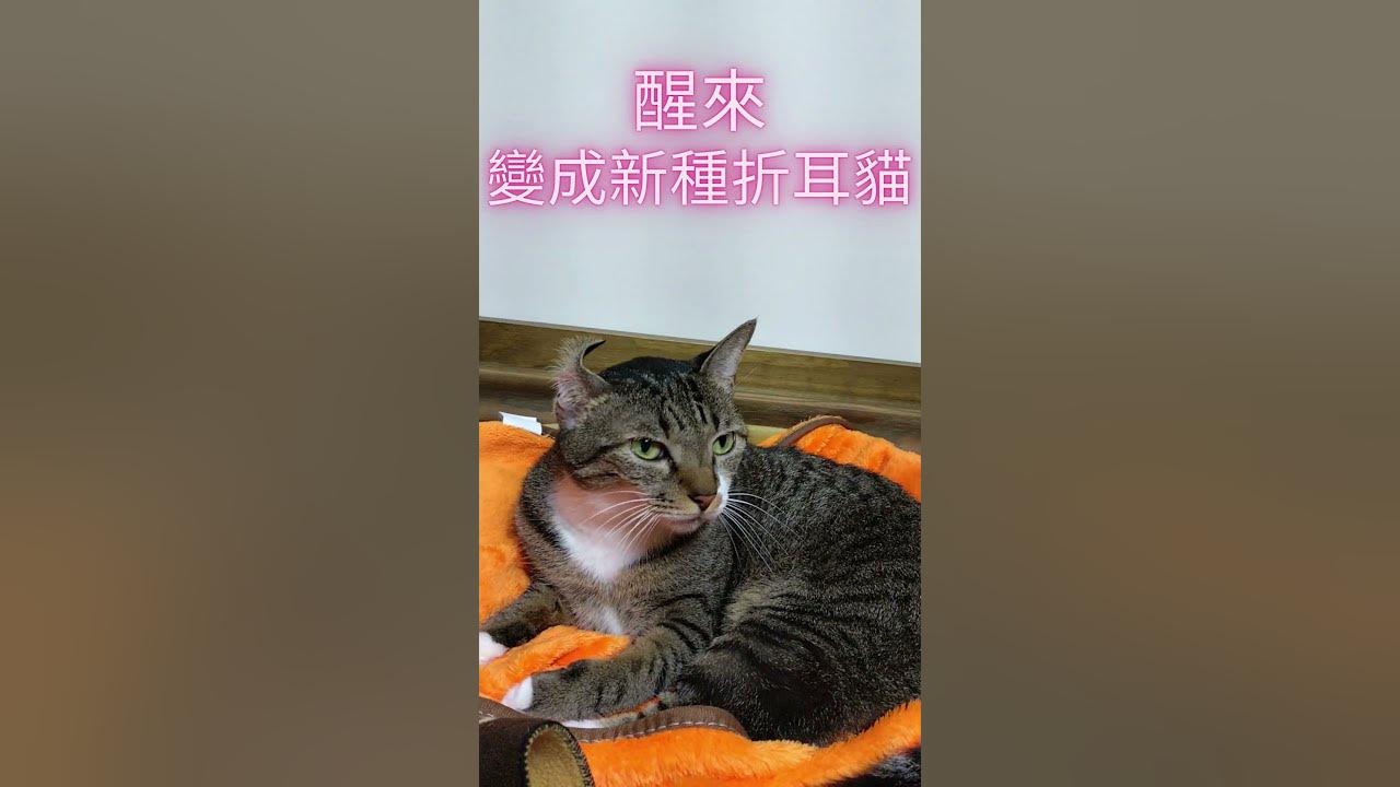 睡ㄎ一ㄤ醒來的喵喵😼 變身新種折耳貓🧚 Youtube