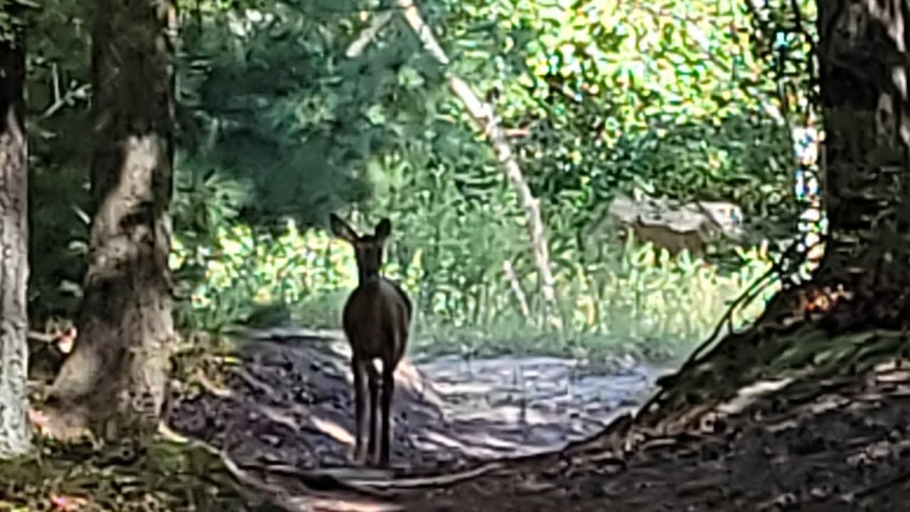 Walking Round Bubbas Backwoods - YouTube