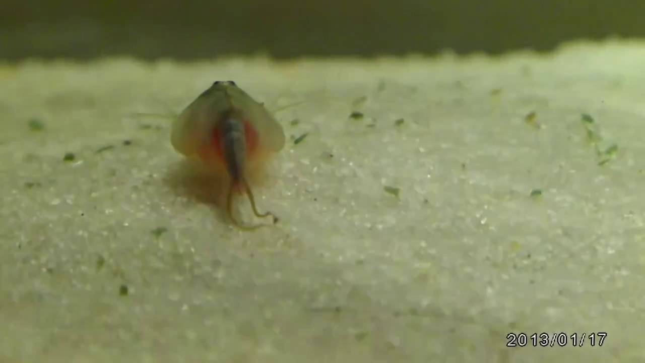 Listonoh americky 7 den Triops Day 7 - YouTube