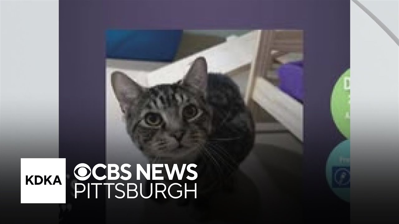 Learn more about Animal Friends' New Year's "Reverse" Rescue - YouTube