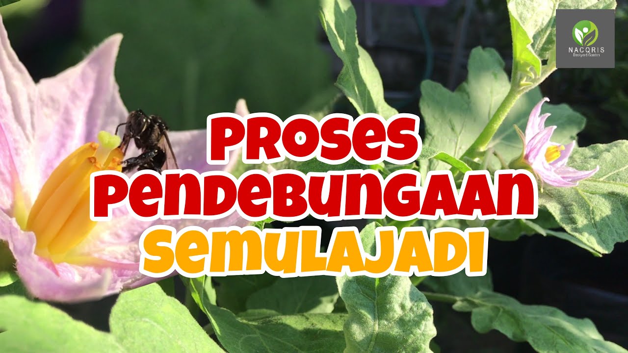 PROSES CARA PENDEBUNGAAN SEMULAJADI OLEH LEBAH KELULUT (STINGLESS BEE ...