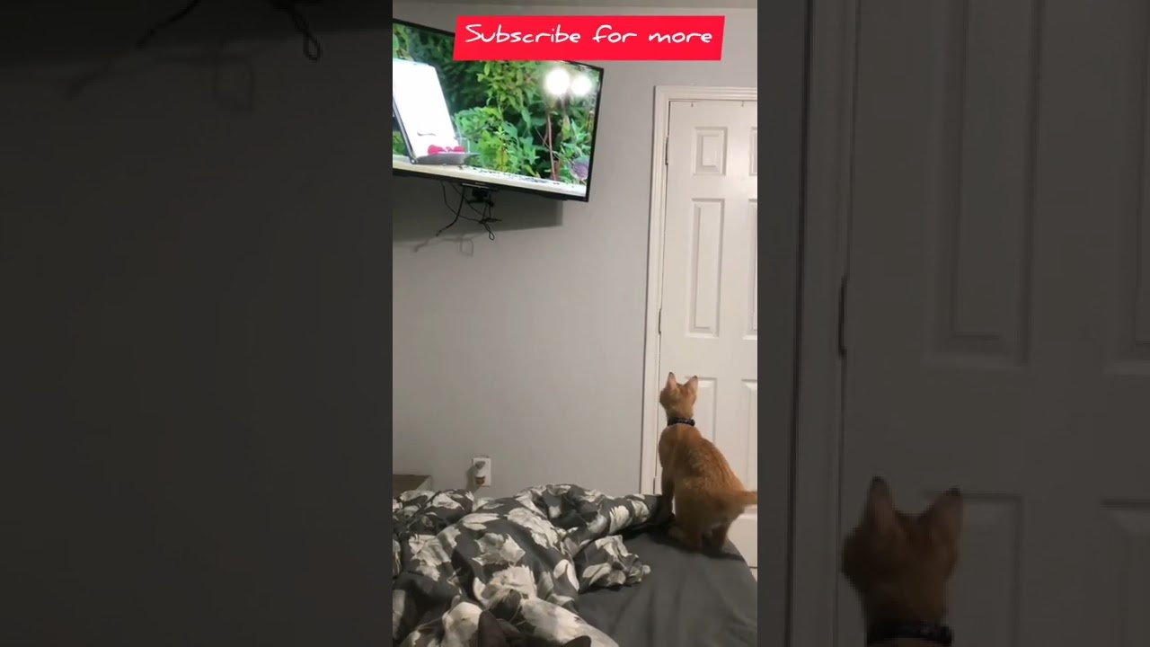 Cat Jumps Into TV After Trying To Catch Bird On Screen - YouTube