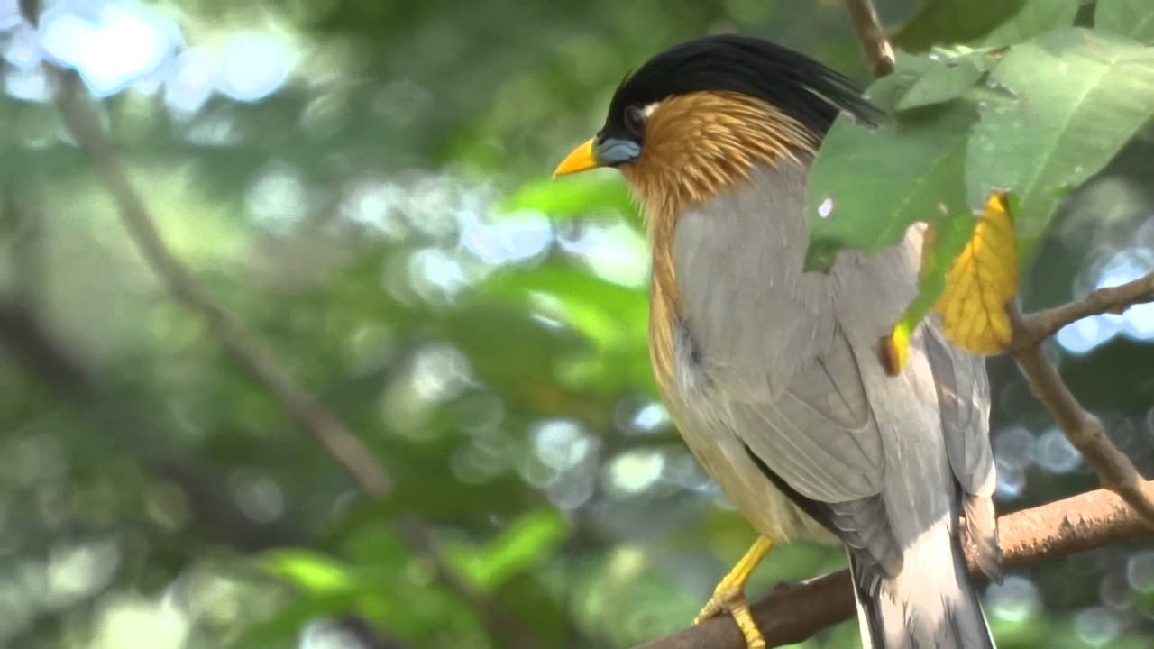 Brahminy Starling (Sturnia pagodarum) sitting on a guava tree - YouTube