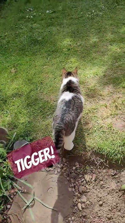 Tigger the calico cat having fun with a catnip ball! #cats #catnip #calicocat #funcatvideos ...