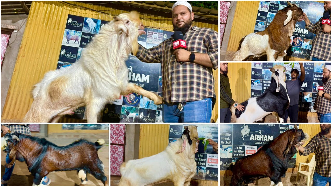 Big & Show Quality Andul Goats available at Arham Goat Farm ...