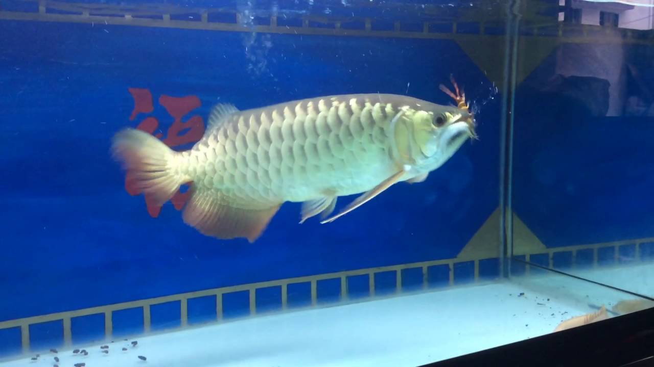 Arowana Super highback golden - YouTube