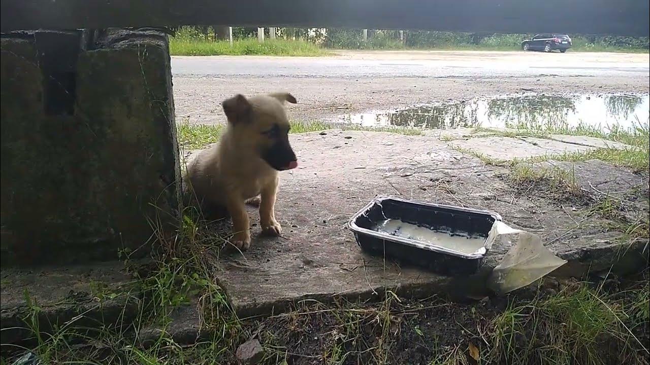 Цуценята на трасі вже двох немає 😥 Youtube