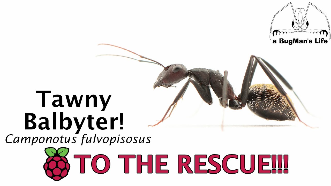 Can Raspberry Pi save the Balbyter Ants from CERTAIN DEATH? - YouTube