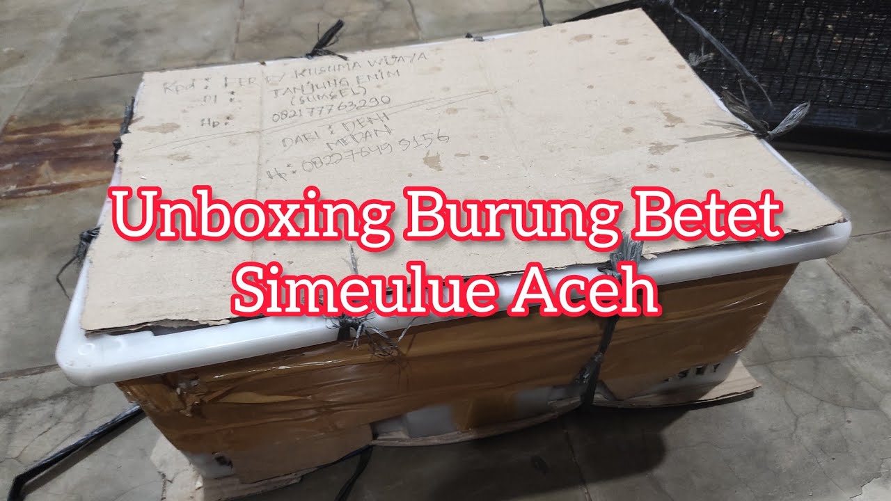 BURUNG BETET SIMEULUE ACEH. - YouTube