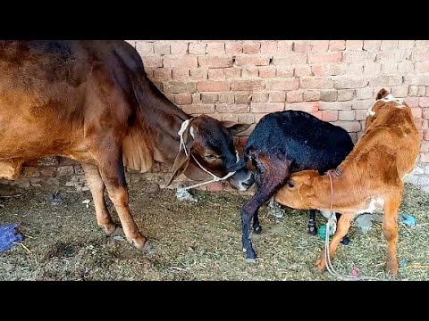 bunty enjoying goat milk😋 - YouTube