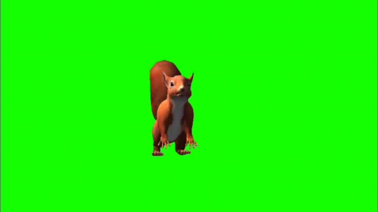 Squirrel Stand Up Green Screen Background | Green Screen Squirrel ...