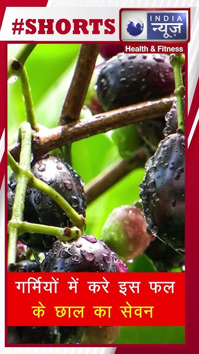 Java Plum In Diabetes: गर्मियों में करें इस फल की छाल का सेवन |India ...