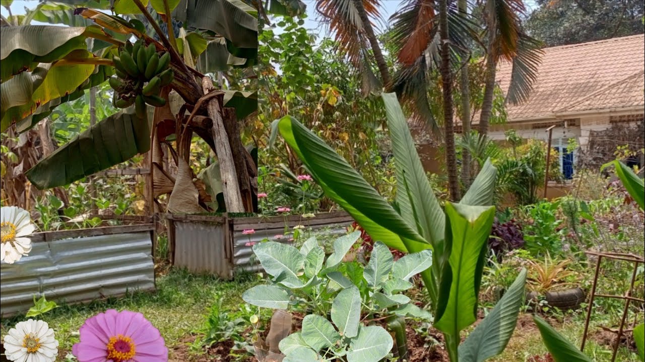 Our Small Urban Farm In Kampala City Uganda Over Time #2 - YouTube