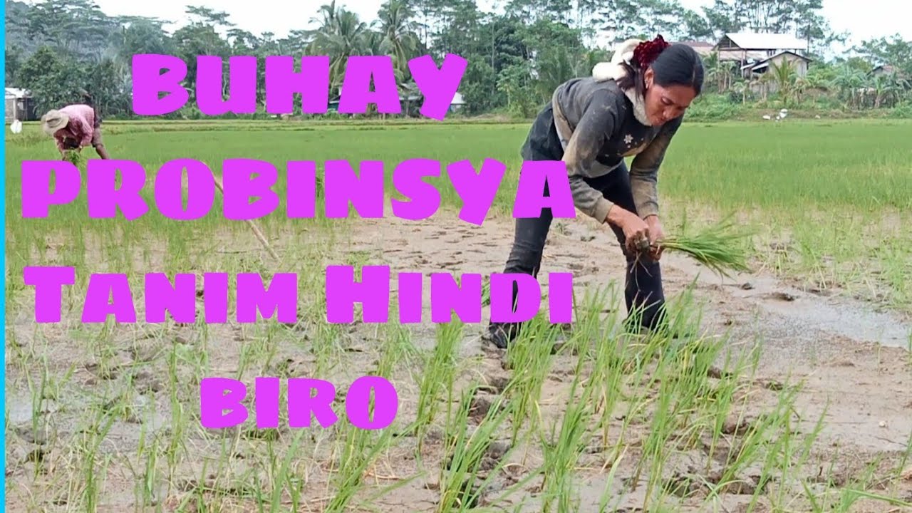 TANIM NG PALAY Liza Junio vlog - YouTube