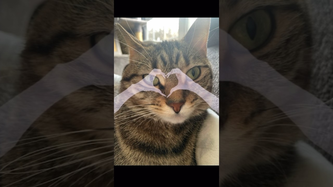 WHAT IT IS HOE!? WHATS UP!?💃🏻🪩😼 #cat #funnycats #cute #catshorts # ...