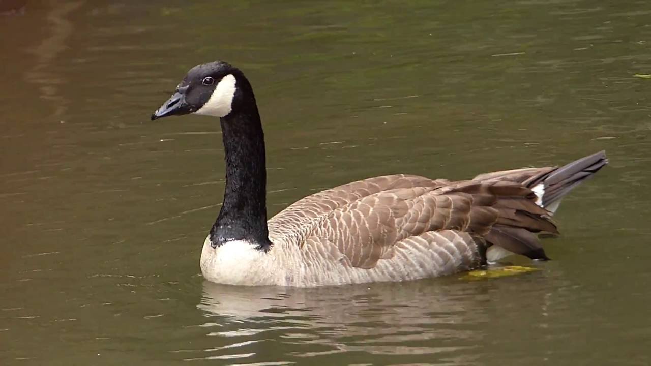 fauna canadense GANSO DO CANADÁ animais animals selvagem ave silvestre ...