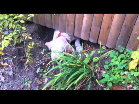 Neighbor's dogs taunting my dog - YouTube