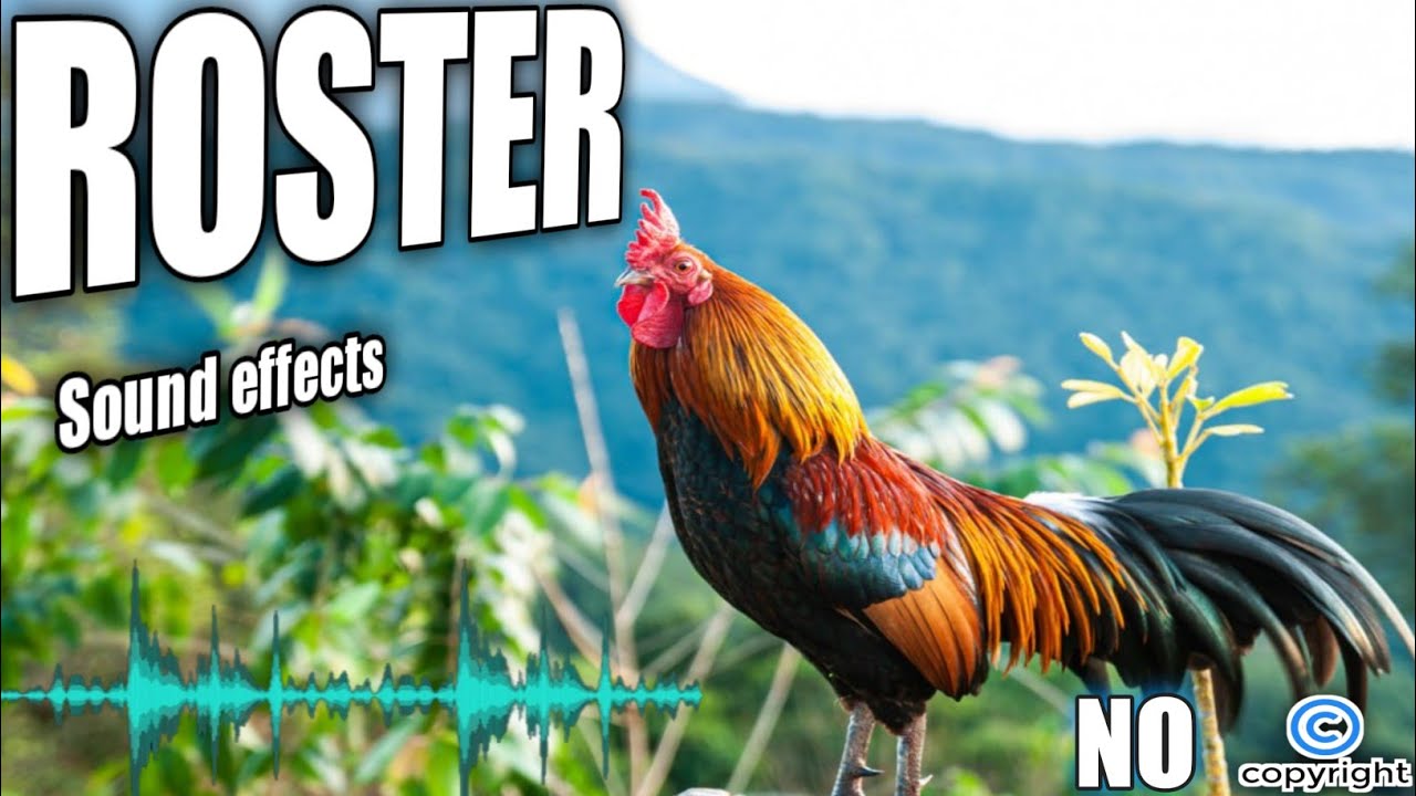 Rooster noises, Rooster sounds, Rooster crow sound effect, no copyright ...
