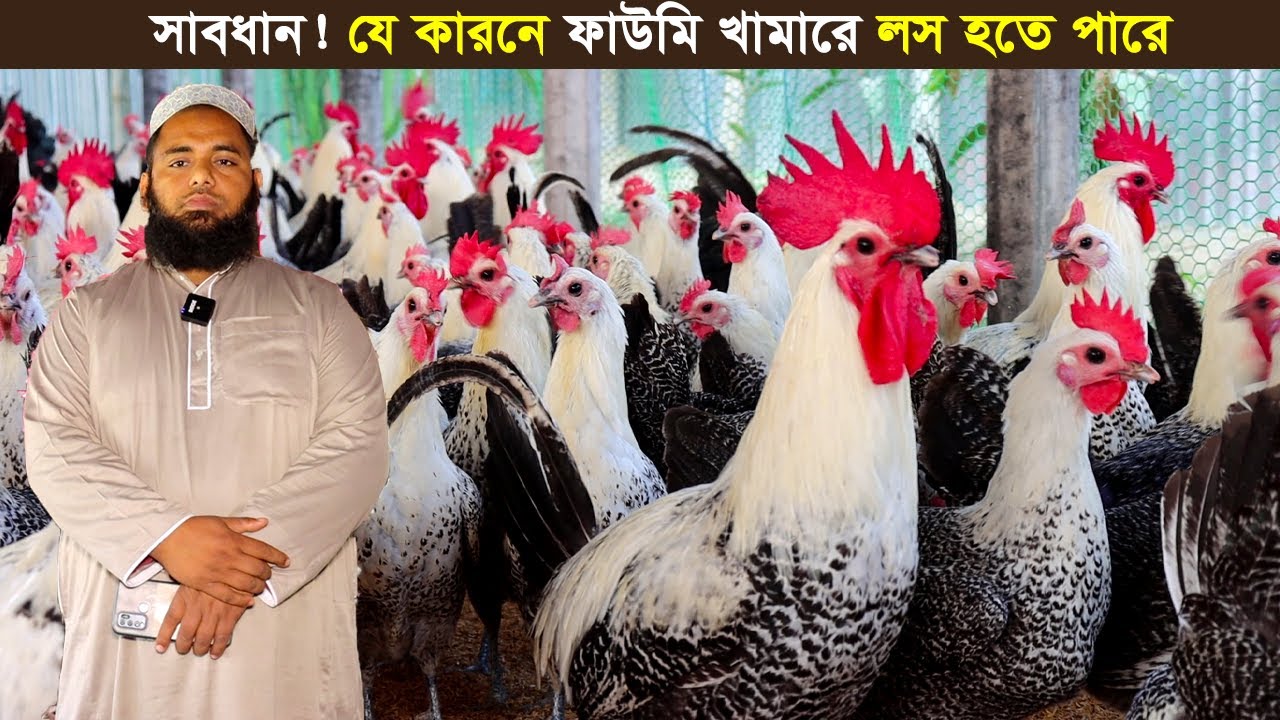 ফাউমি মুরগি পালনে যে সব কারনে লস হতে পারে।খামার করার আগে সাবধান। Fowomi ...